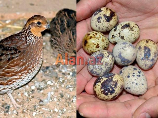 Bildirçin yumurtası - Alan.Az - Pulsuz elan saytı